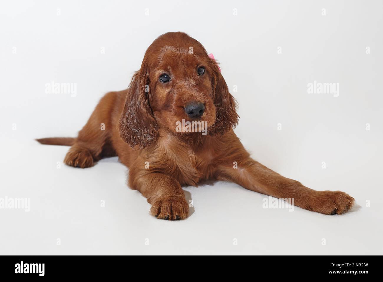 brown adorable Irish setter puppy. photo shoot in the studio on a white ...