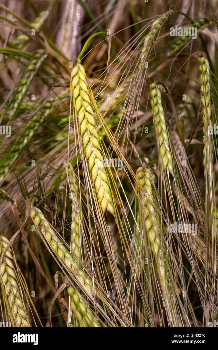 Barley grass close hi-res stock photography and images - Alamy