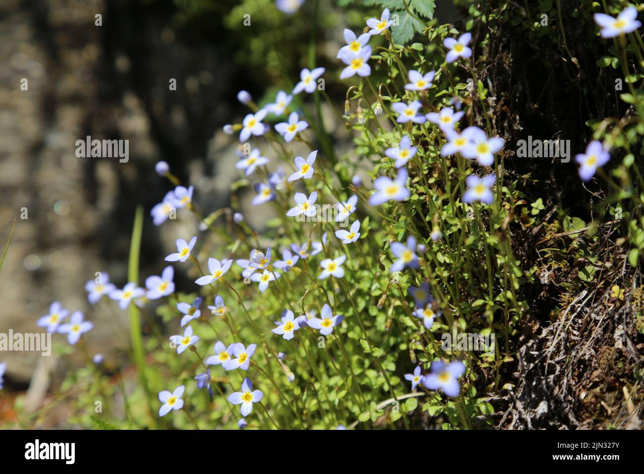 A macro shot of flowering bluets with moss surrounding them, over a ...