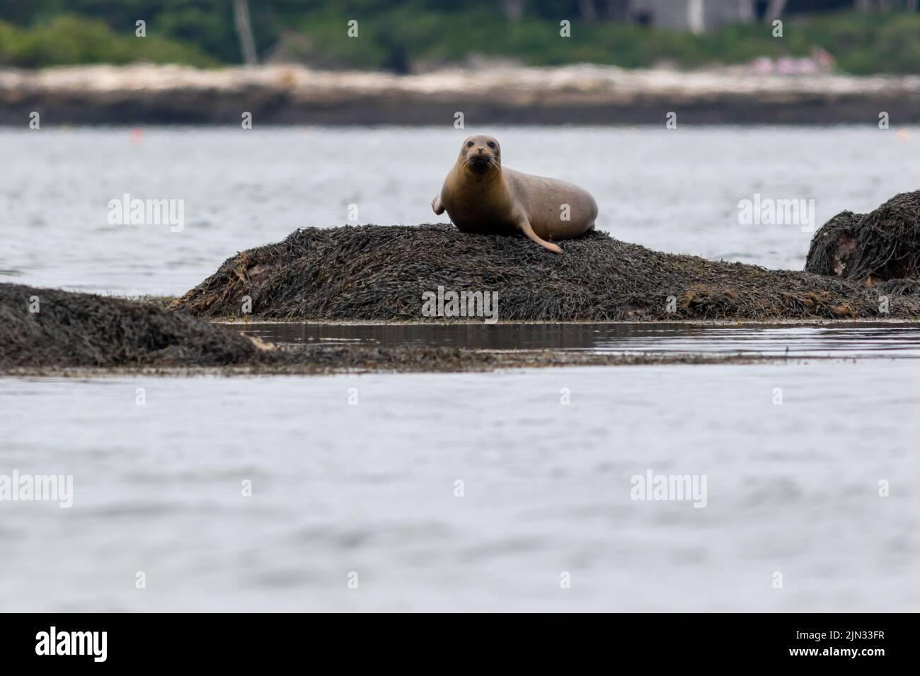 Harbor Seal, Phoca vitulina, on a summer morning, Muscongus Bay, Maine ...