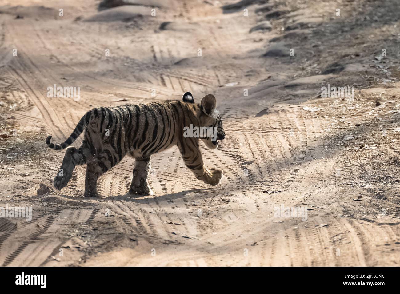Tiger crossing the road hi-res stock photography and images - Alamy