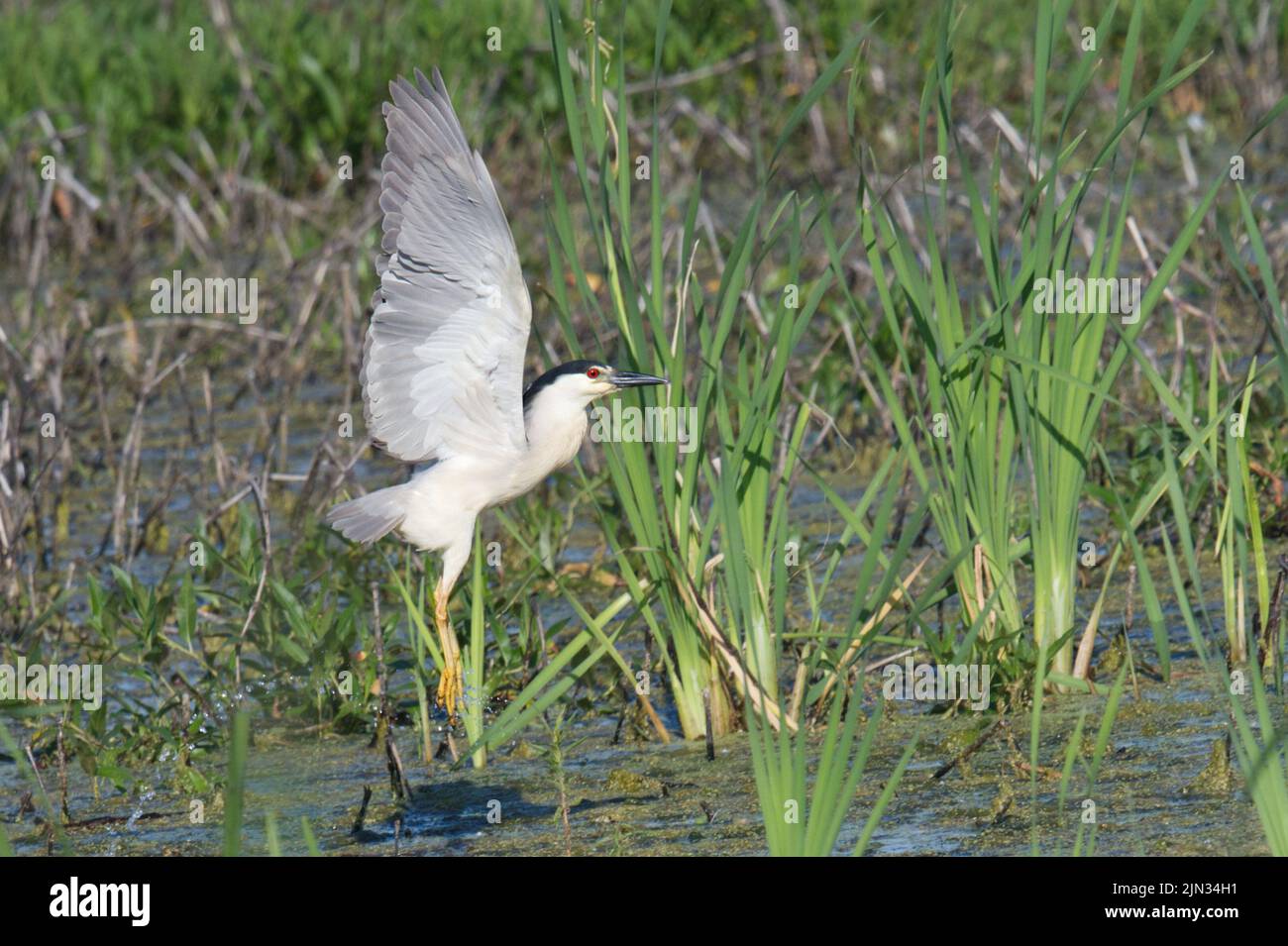 Black-crowned Night Heron with wings raised while taking flight ...