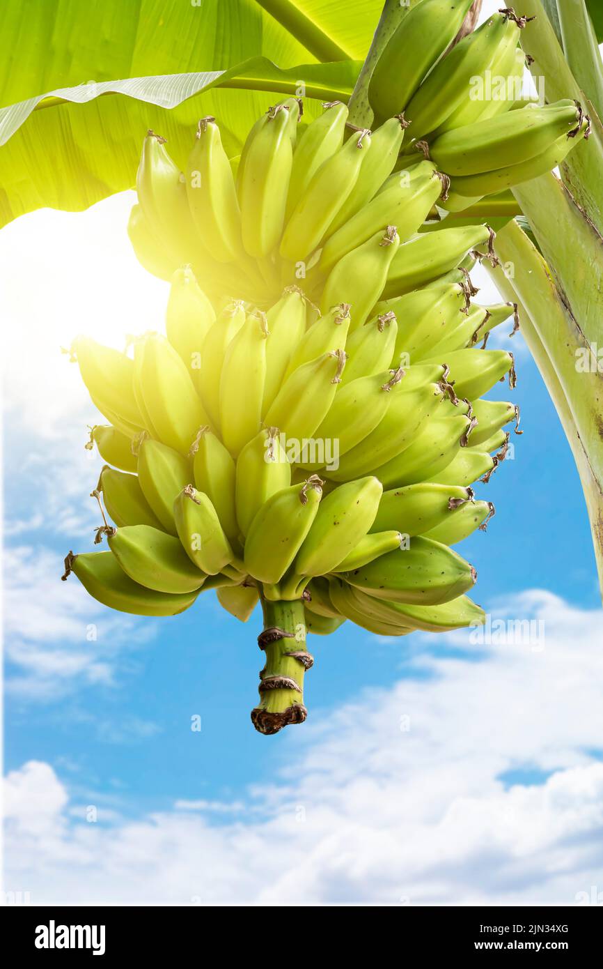 Bananas growing on beautiful banana tree against sunlight background ...