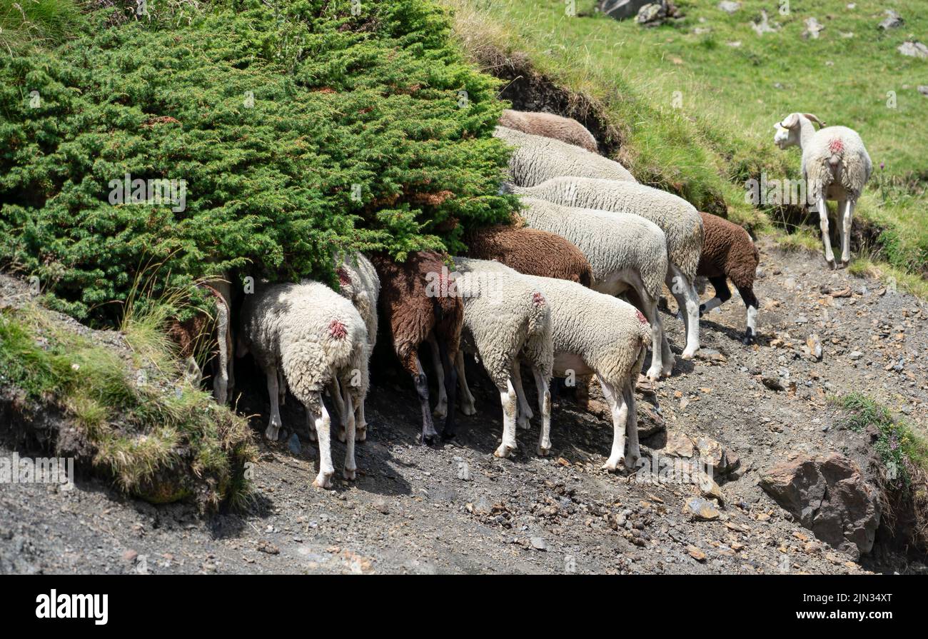 flock of sheep hiding their heads under a bush to avoid midday sunshine ...