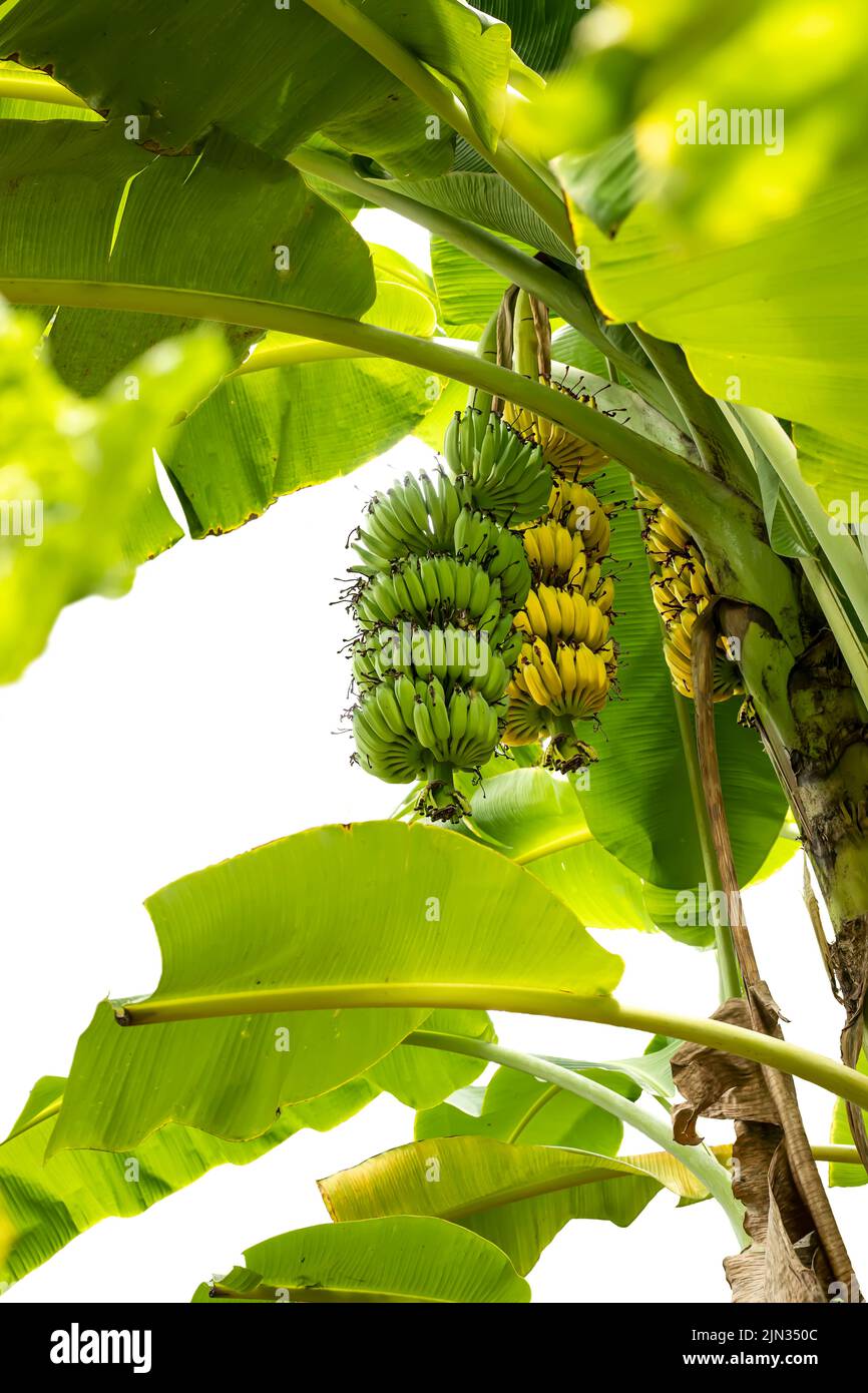 Green and yellow bananas growing on banana tree in home garden isolated ...