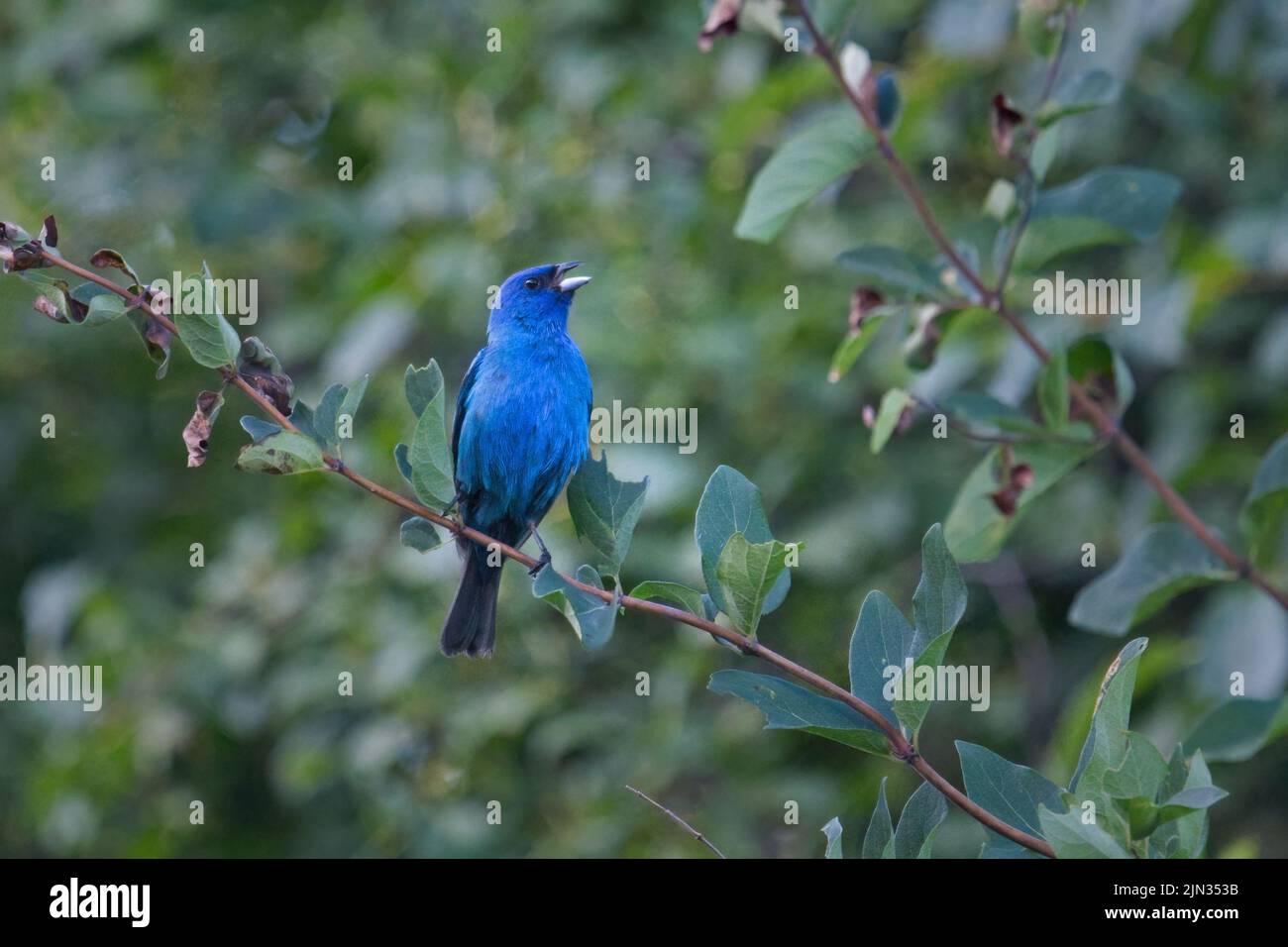 Indigo Bunting male calling • Clark Reservation State Park, Jamesville ...