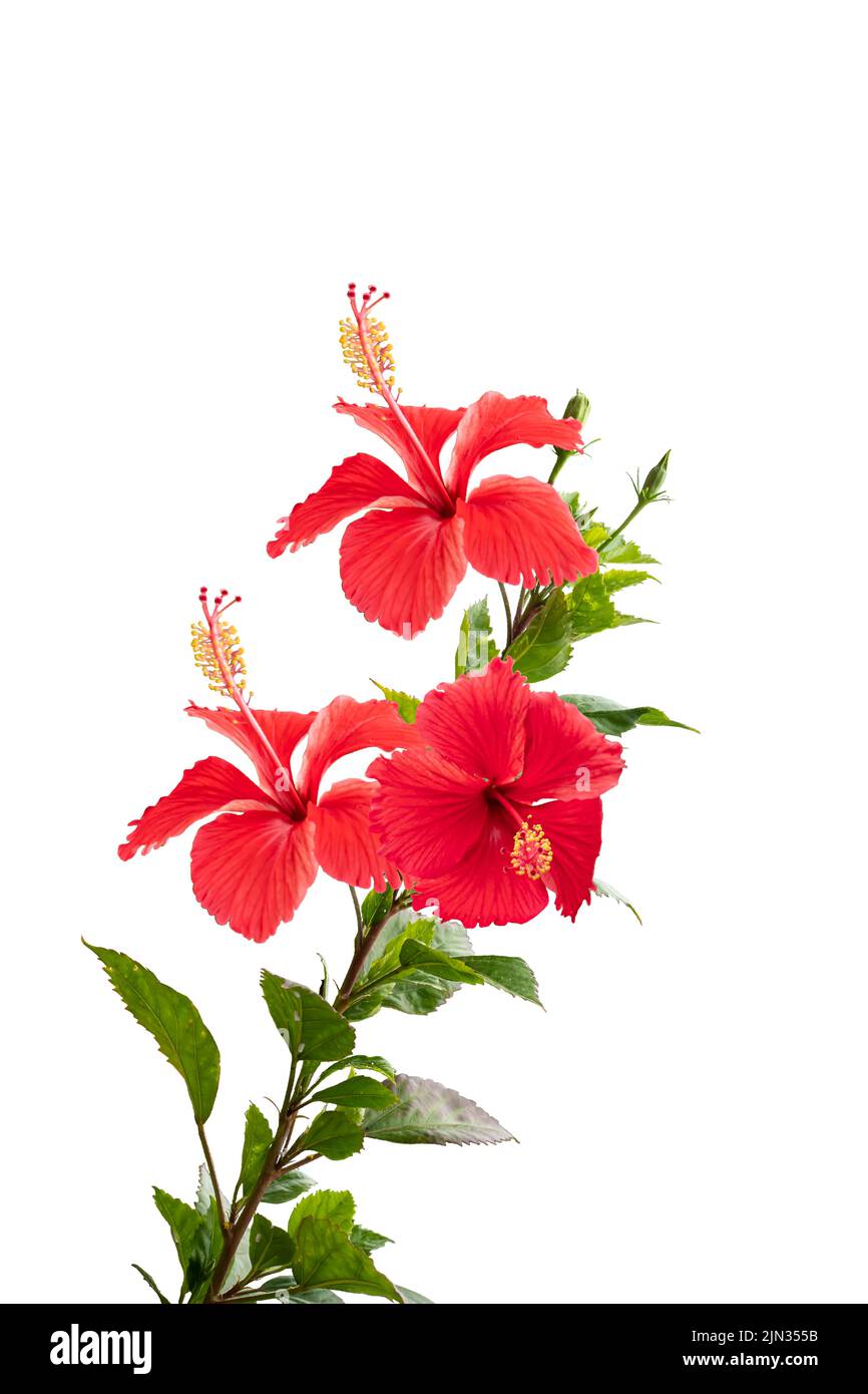 The flower red hibiscus stands out against white backgrounds Stock ...