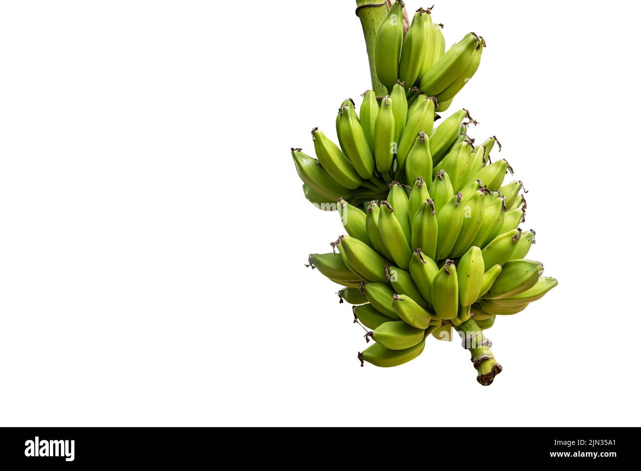 A green bananas on white background. clipping path Stock Photo - Alamy