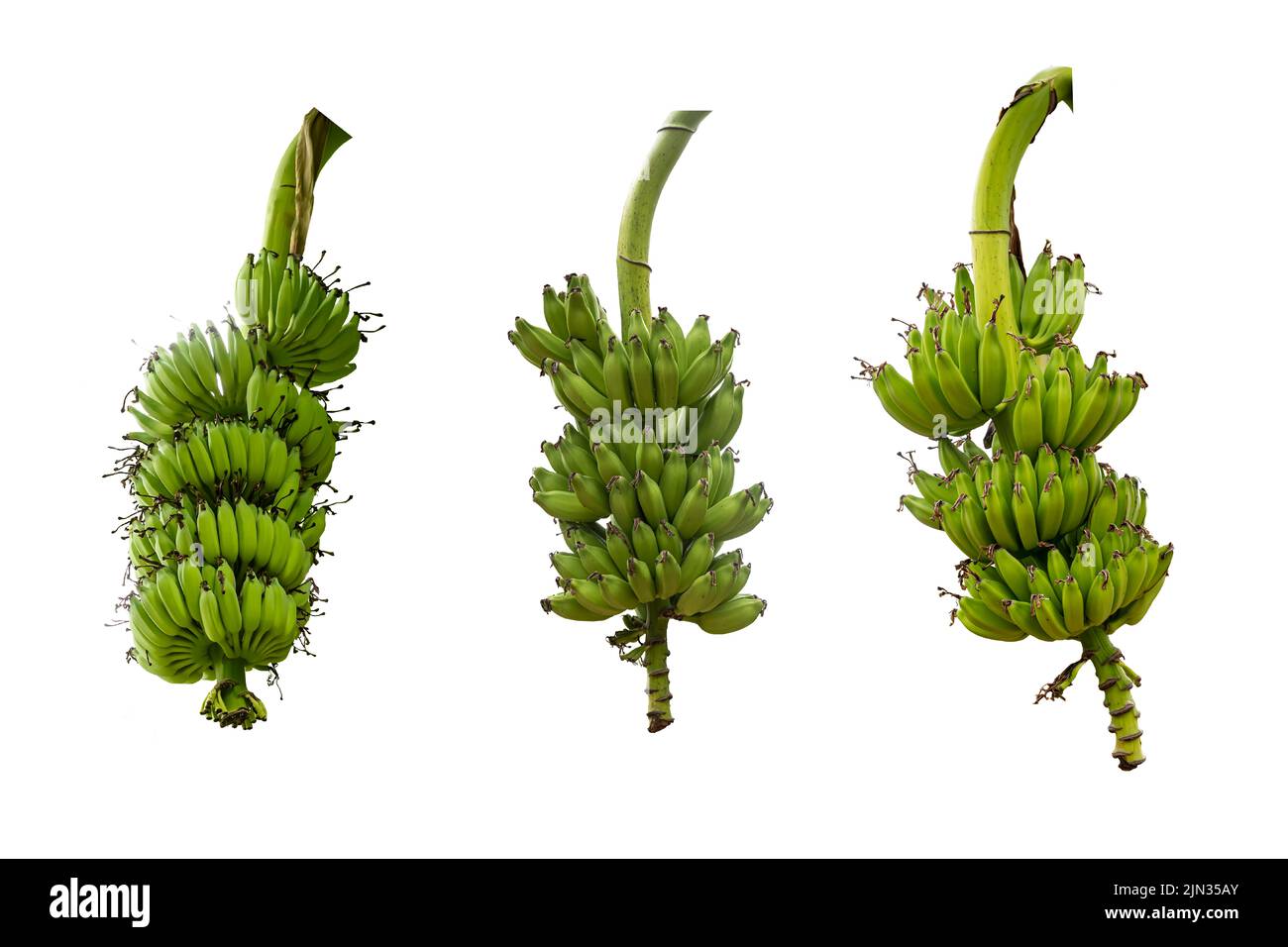 Bunch of green bananas on white background with clipping path Stock ...