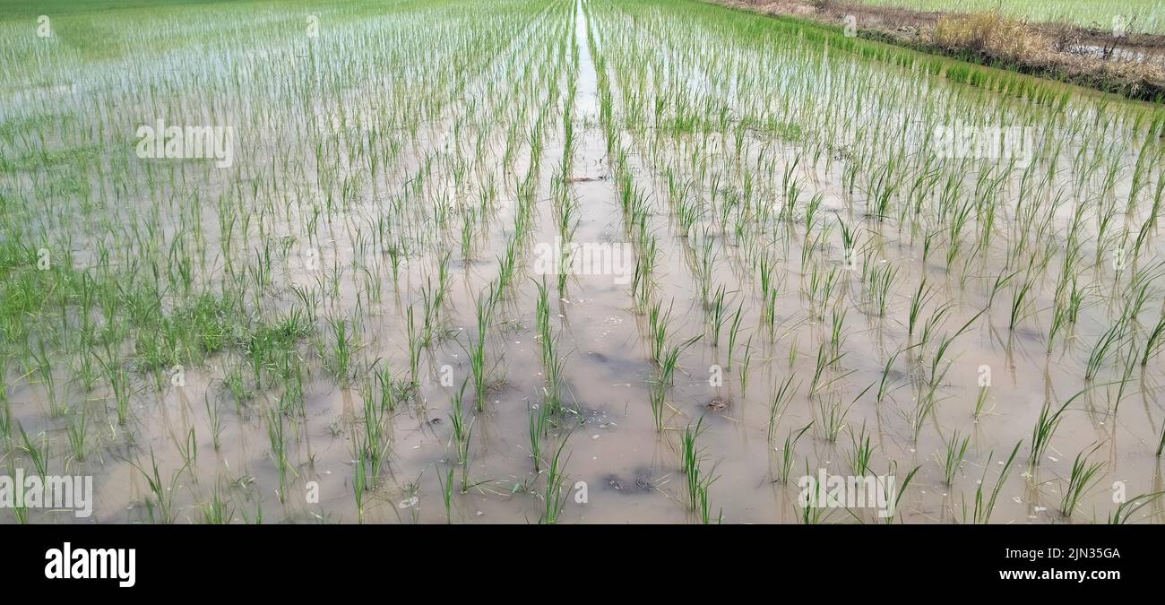 The rice plant in Indonesian rice fields. Mesuji Stock Photo - Alamy