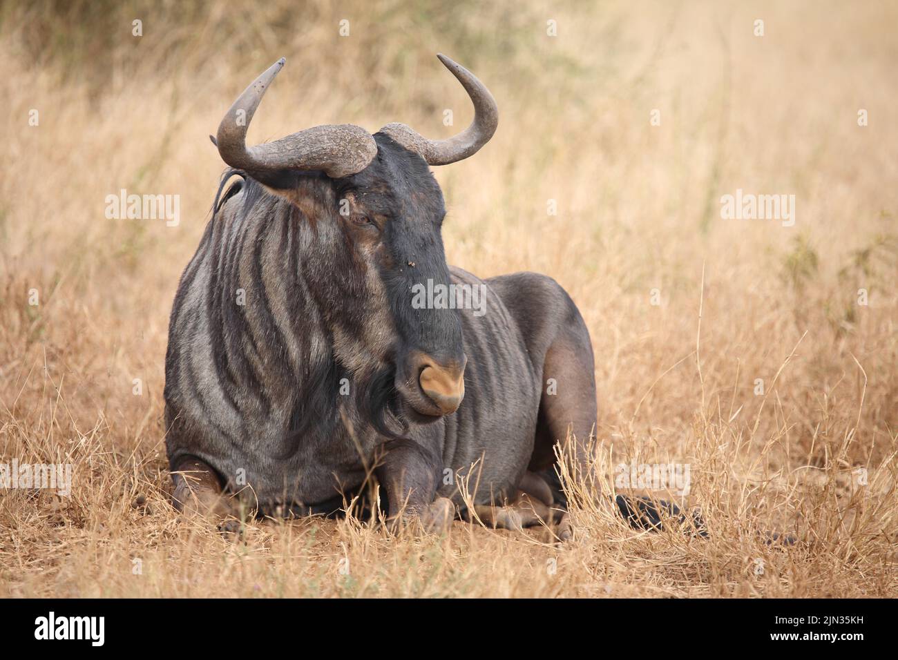 Streifengnu / Blue wildebeest / Connochaetes taurinus Stock Photo - Alamy