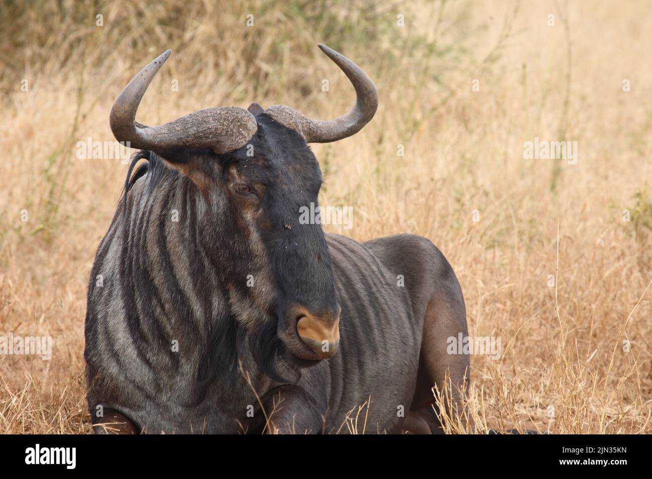 Streifengnu / Blue wildebeest / Connochaetes taurinus Stock Photo - Alamy