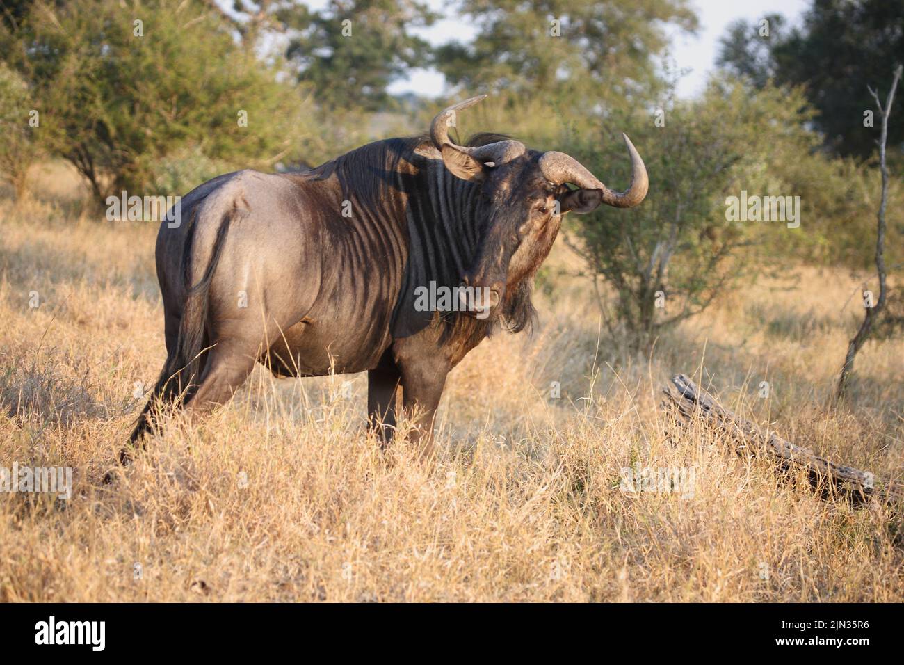 Streifengnu / Blue wildebeest / Connochaetes taurinus Stock Photo - Alamy