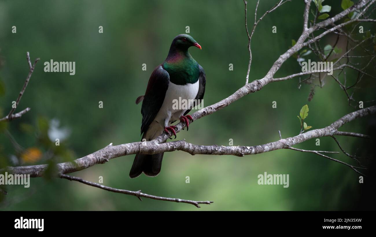 Native kereru new zealand pigeon hi-res stock photography and images ...