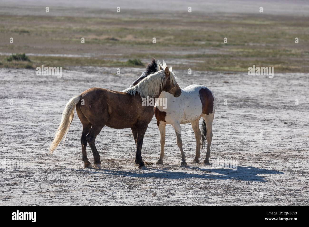 Wild Horse Stallions Fighting in the Utah Desert Stock Photo - Alamy