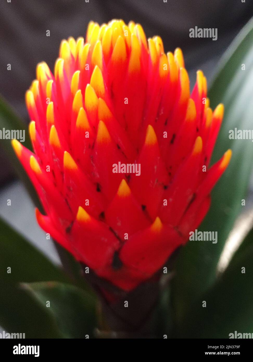 FLEUR DE FRANCE Stock Photo - Alamy