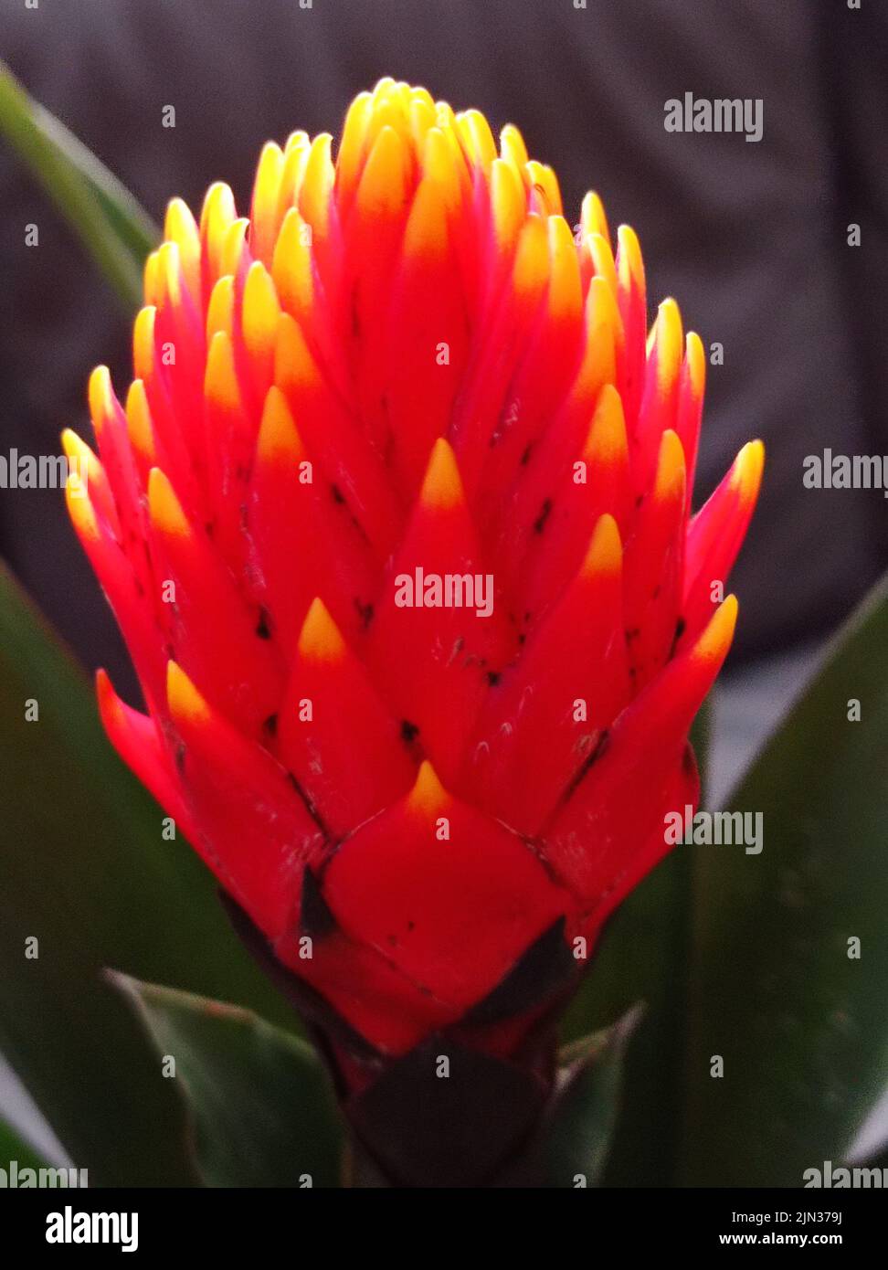 FLEUR DE FRANCE Stock Photo - Alamy