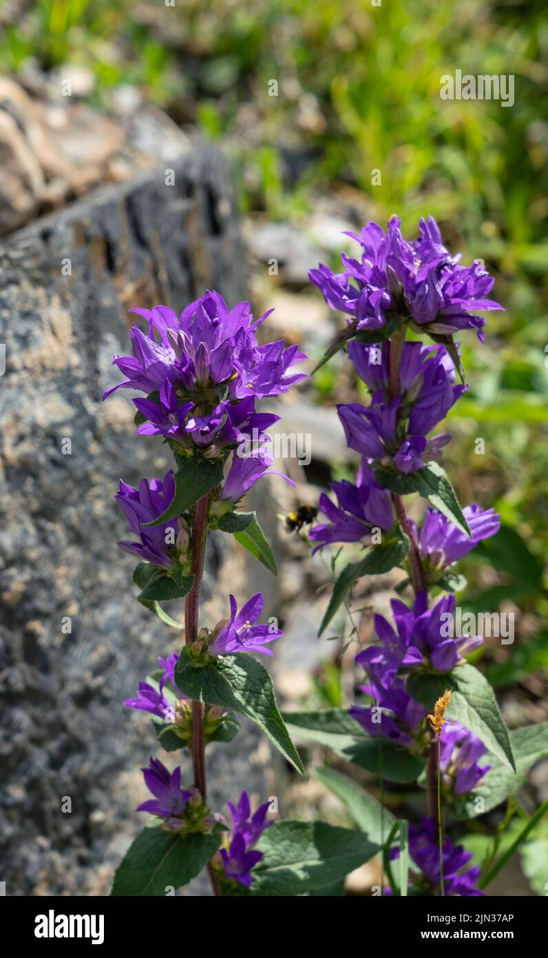 detailed closeup of a clustered Bellflower (Campanula glomerata Stock ...