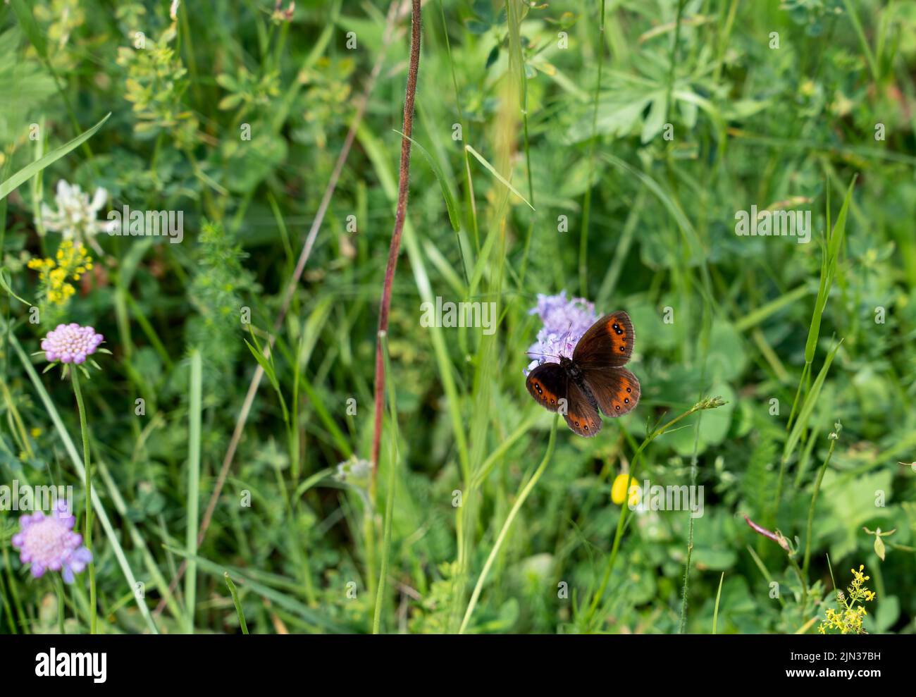 detailed close up of a Scotch argus butterfly (Erebia aethiops Stock ...