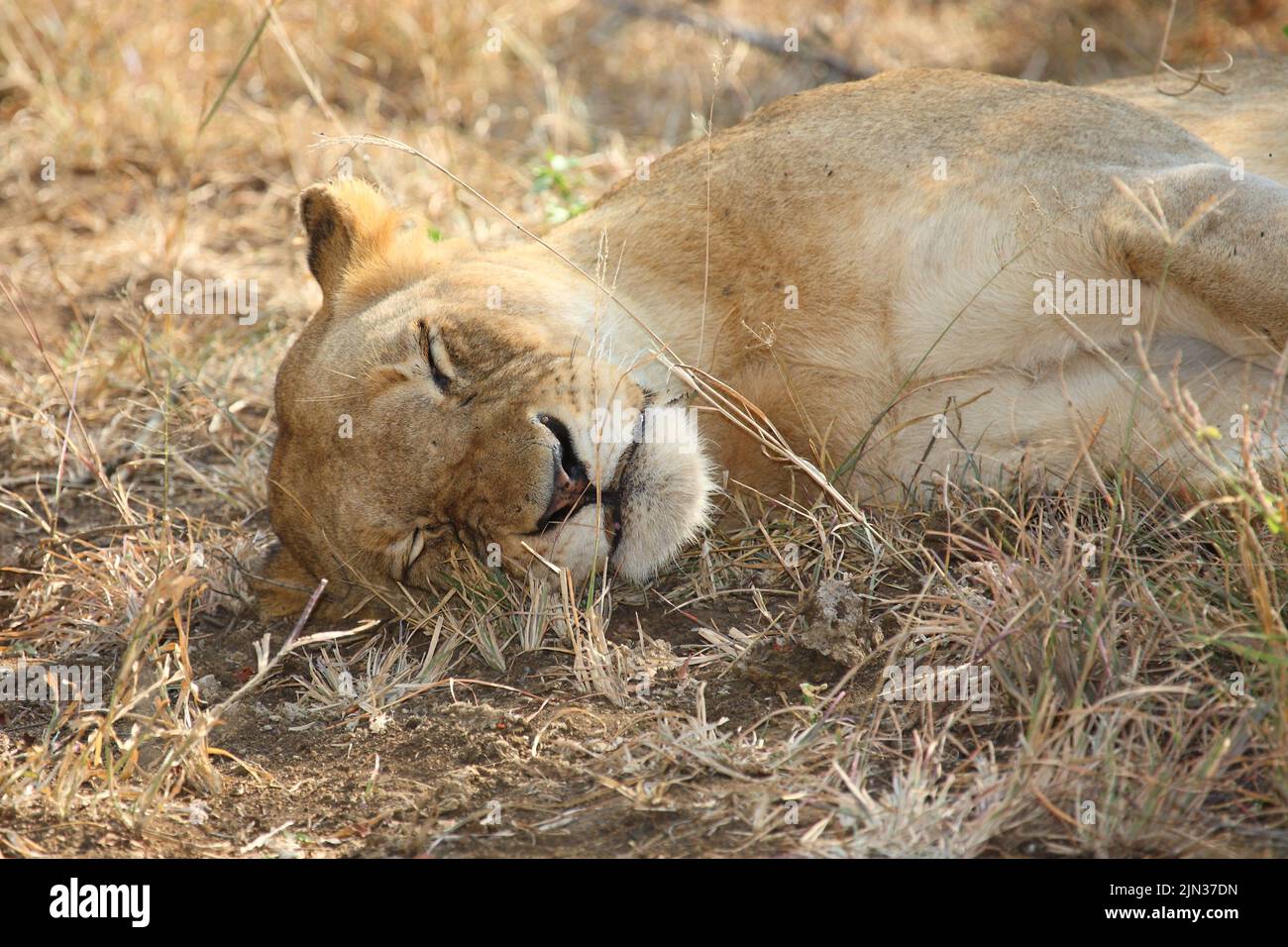 Afrikanischer Löwe / African lion / Panthera leo Stock Photo - Alamy