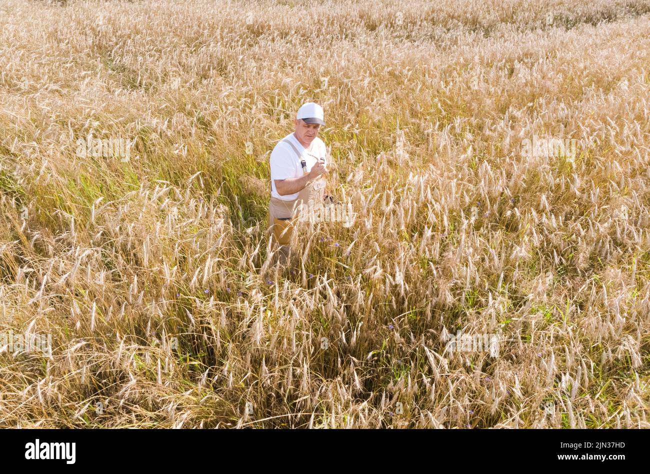A farmer inspects a field with growing wheat, checks the quality of the ...