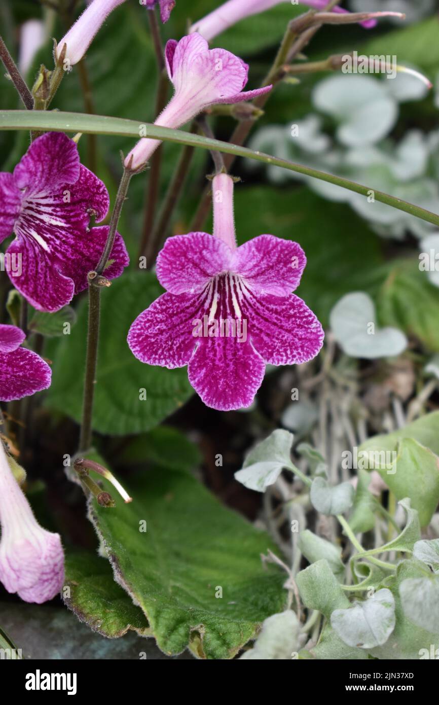 A vertical shot of beautiful purple orchids blooming in a garden Stock ...