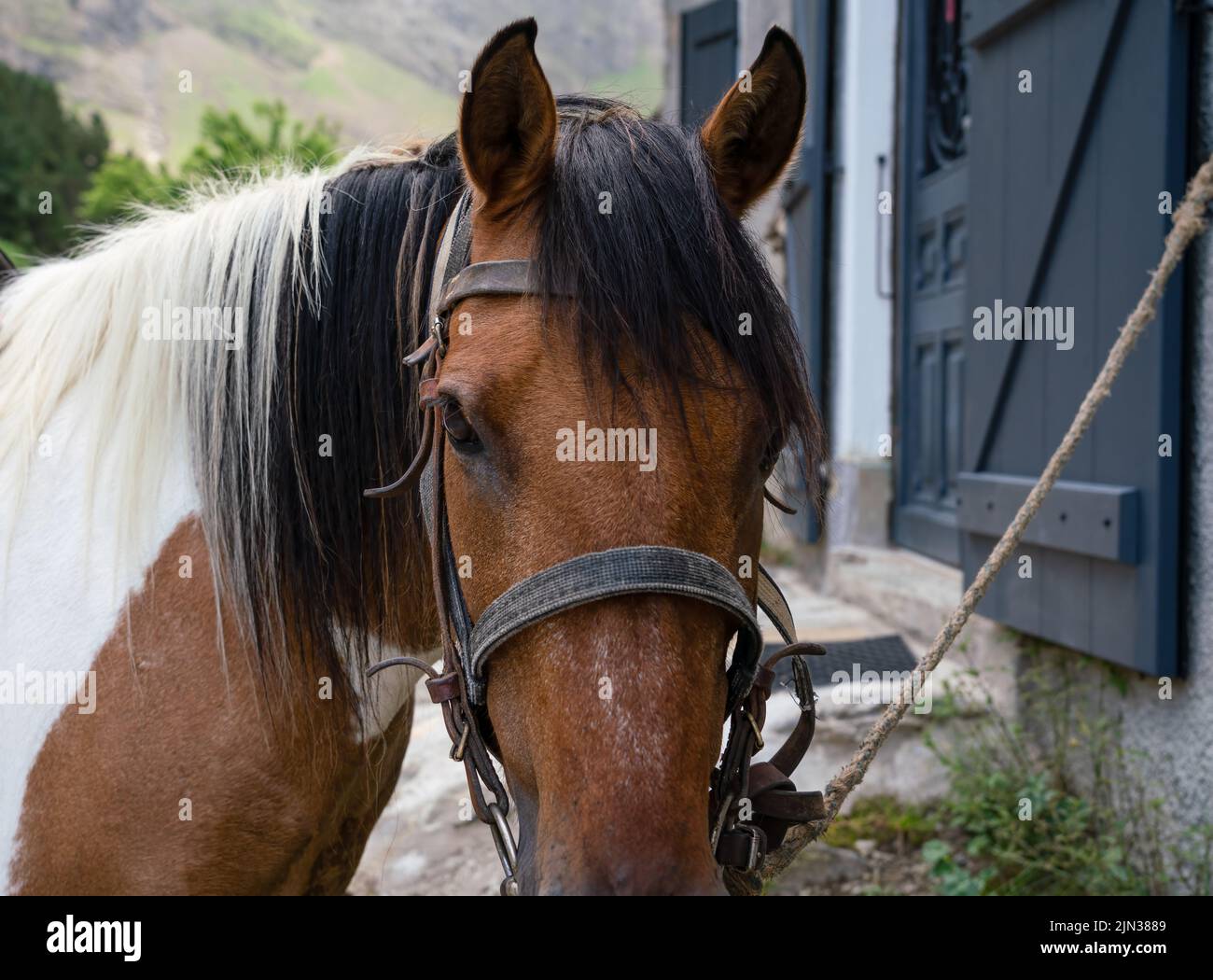 detailed close up of a trekking pony, used for the arduous trip up to ...