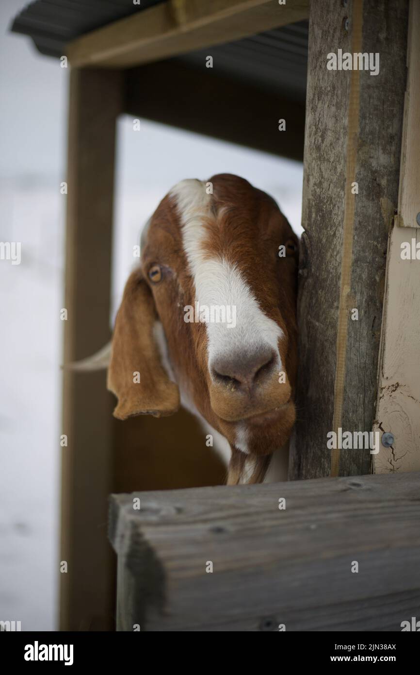 A vertical view of curious goat looks at the camera through wooden post ...