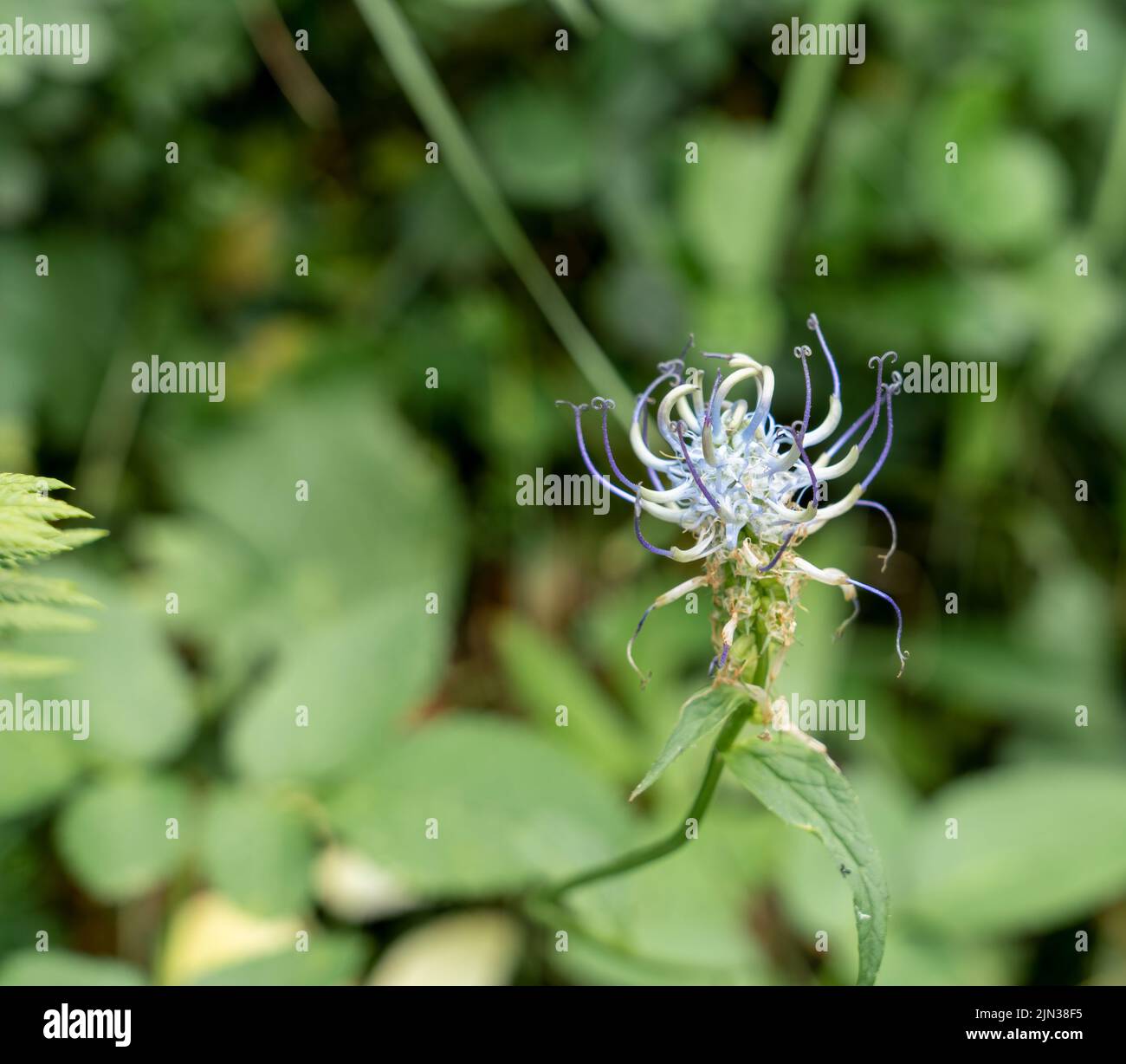 detailed close up of a Round Headed Rrampion (Phyteuma orbiculare) also ...