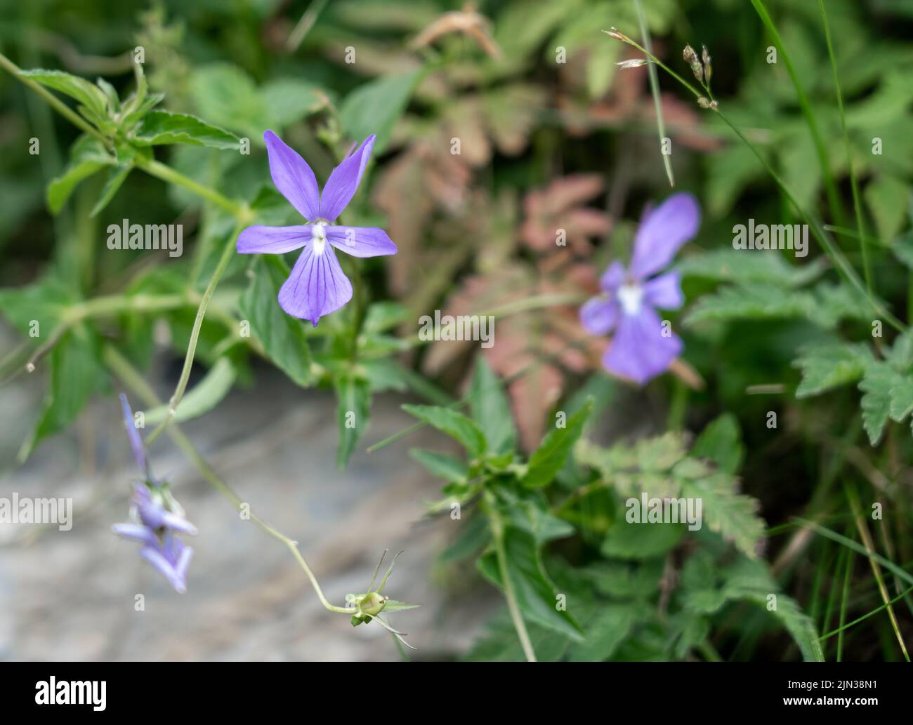 close up of a Viola cornuta, known as horned pansy or horned violet, a ...