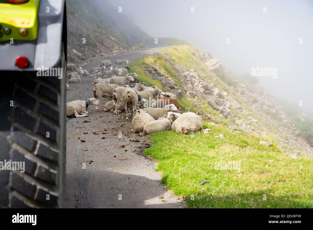 through mist from train, sheep at rest lining the zig zag road to the ...