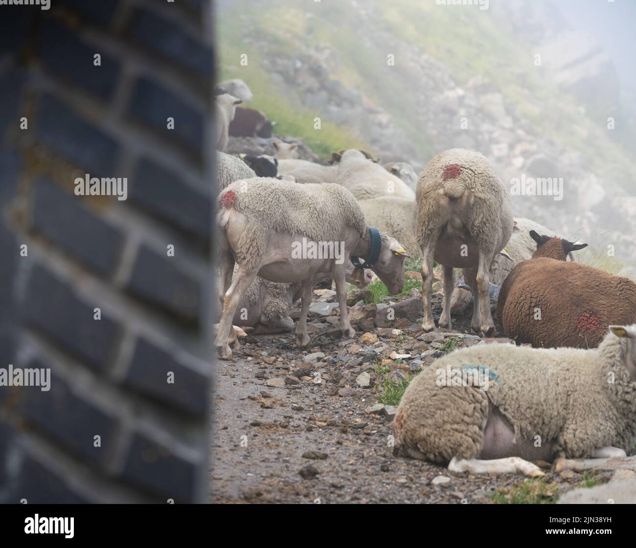 through mist from train, sheep at rest lining the zig zag road to the ...