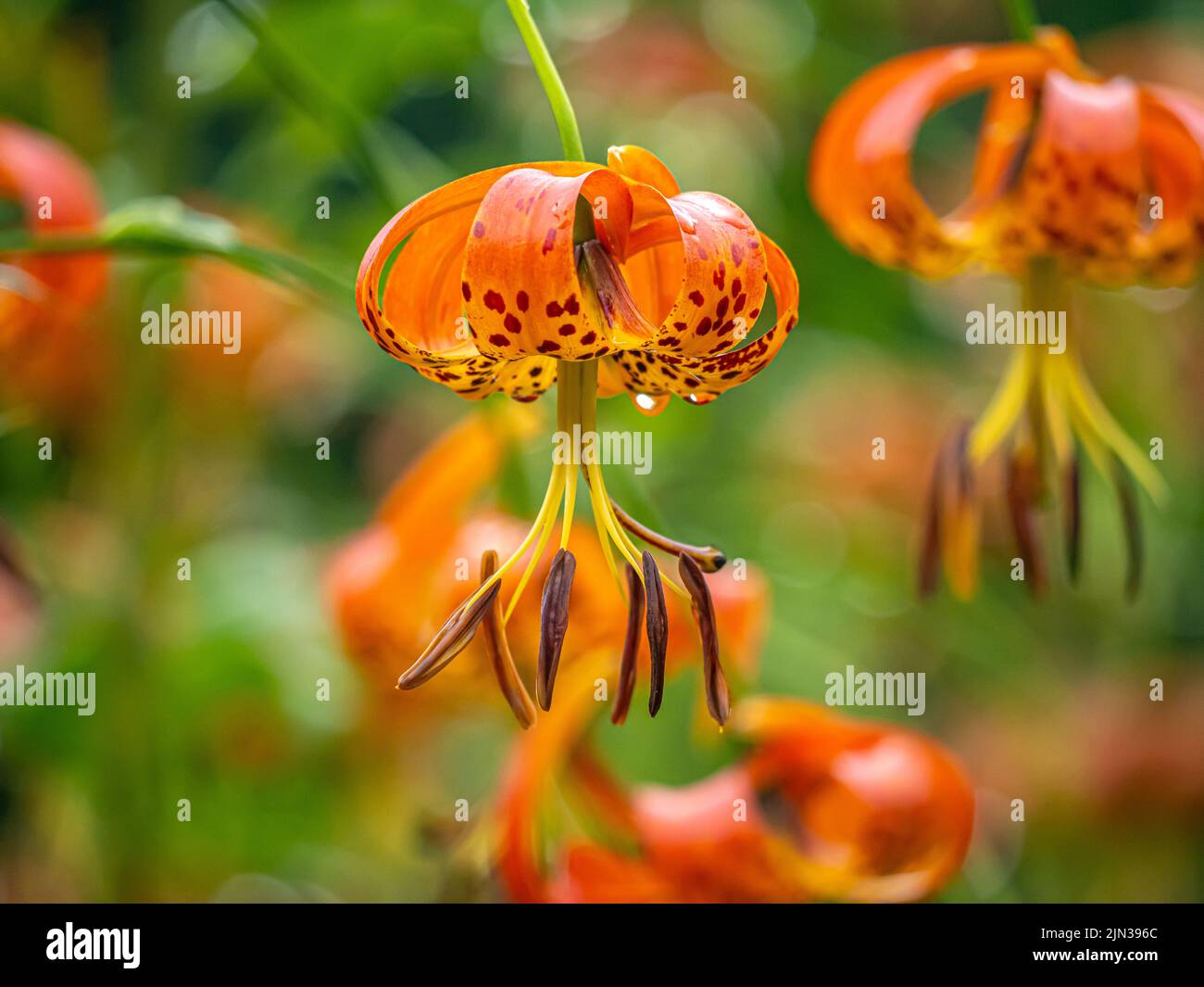 Lilium henryi hi-res stock photography and images - Alamy