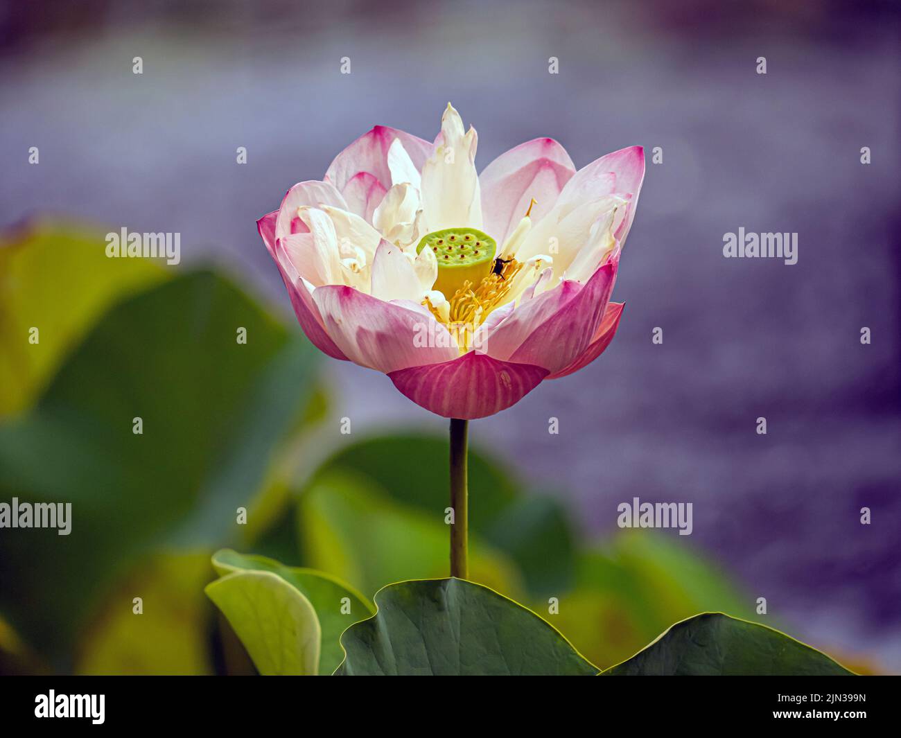 Indian lotus, sacred lotus,or simply lotus, is one of two extant ...