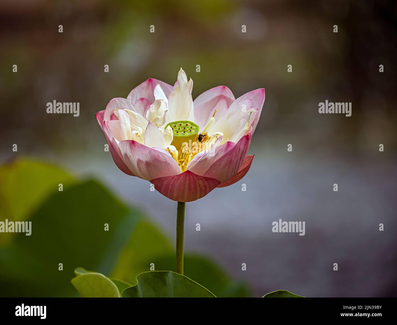 Indian lotus, sacred lotus,or simply lotus, is one of two extant ...