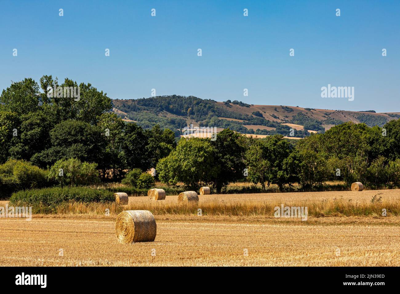 Hay Bales in a Sussex field with the South Downs hills behind Stock ...
