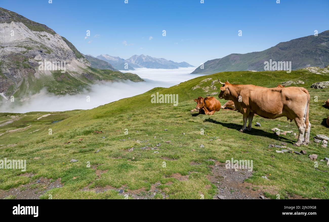 light brown cows graze in huge grass meadows surrounded by massive ...