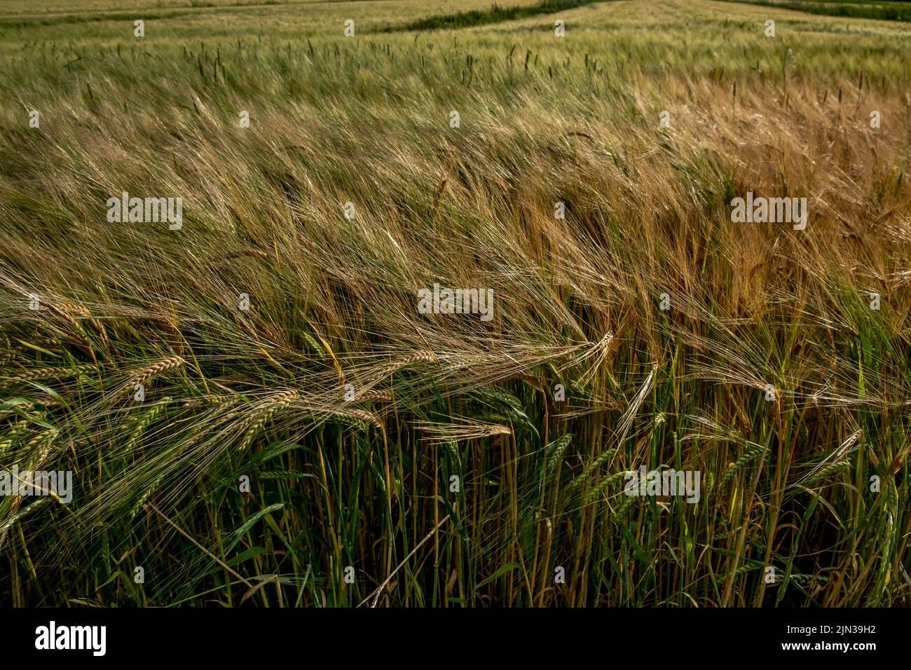 Cornfield pattern hi-res stock photography and images - Alamy