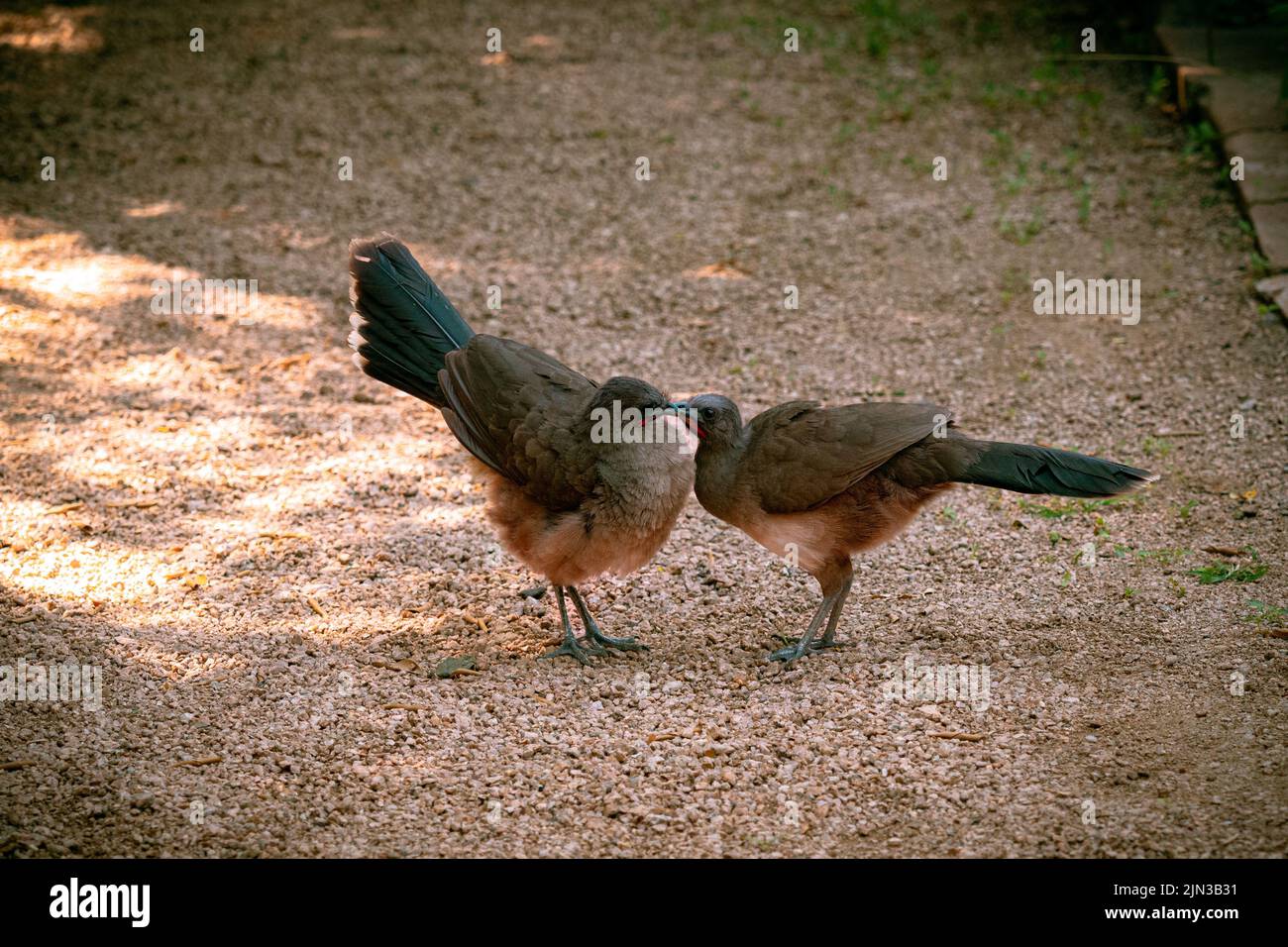 A couple of brownish grey feathered South Texas Chachalacas touching ...