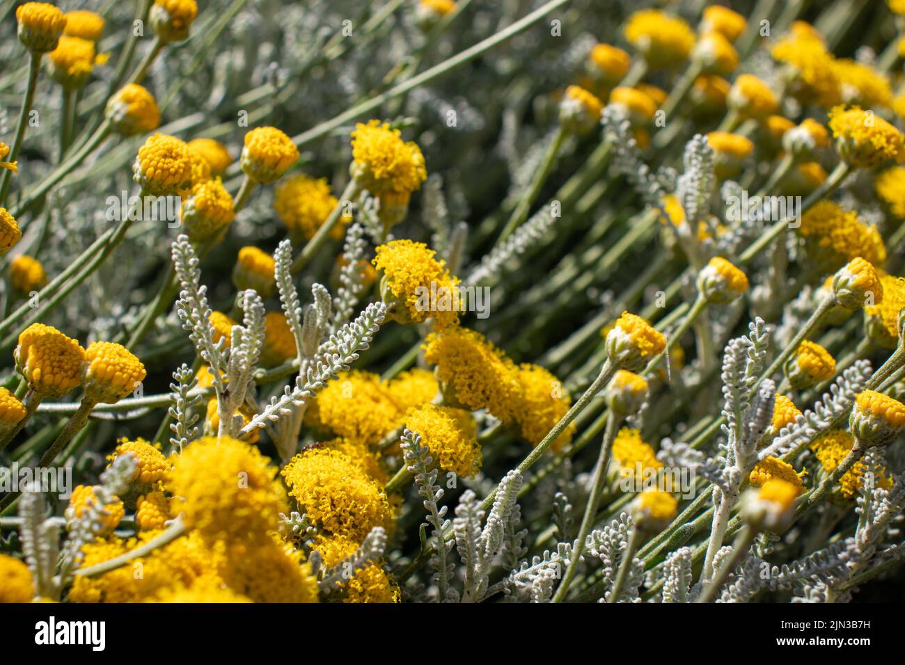Grey santolina chamaecyparissus cotton lavender yellow flowers in the ...