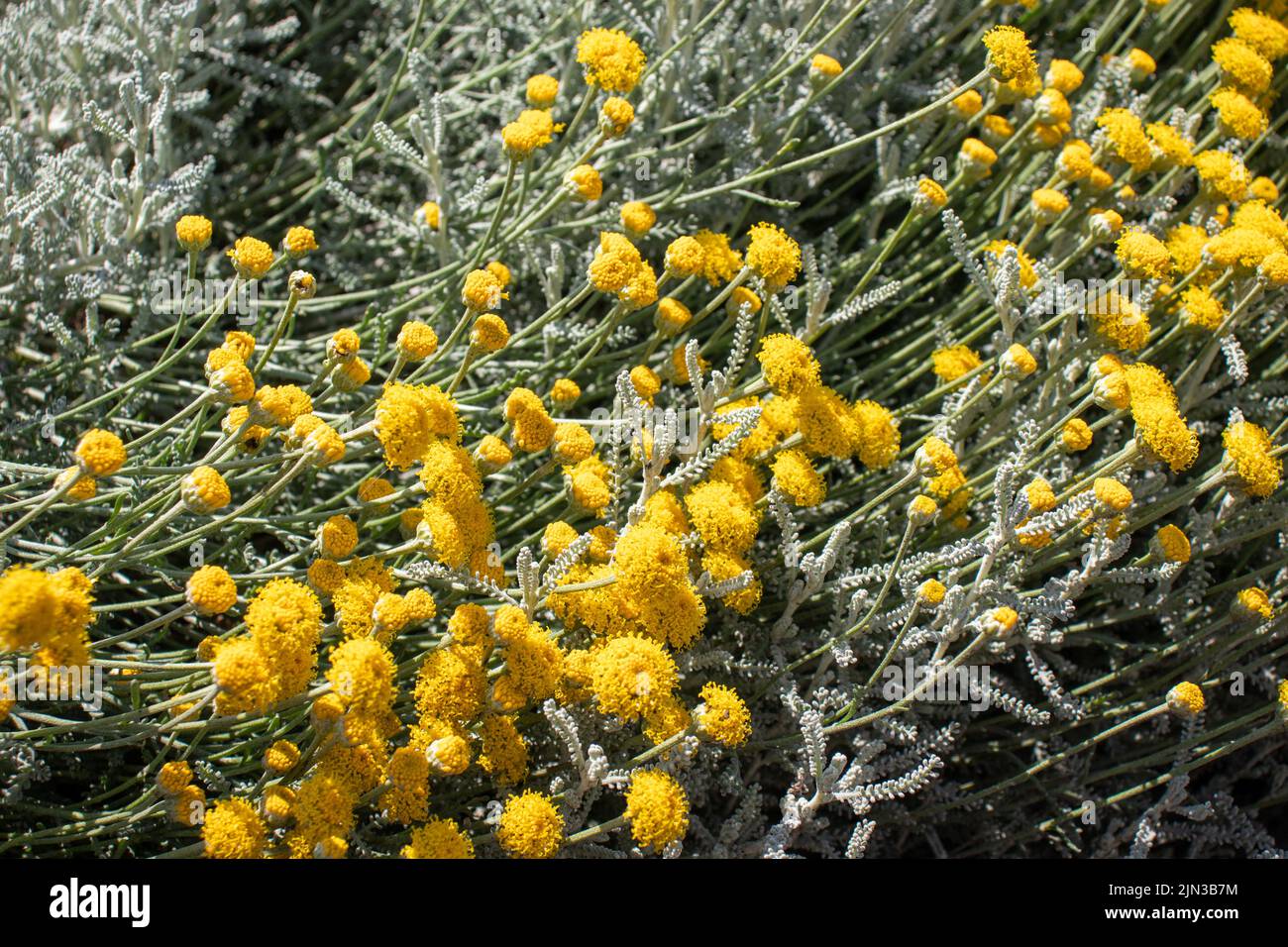 Lavender cotton santolina chamaecyparissus hi-res stock photography and ...