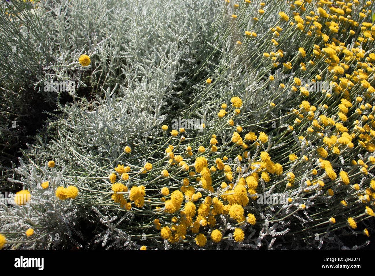 Lavender cotton santolina chamaecyparissus hi-res stock photography and ...