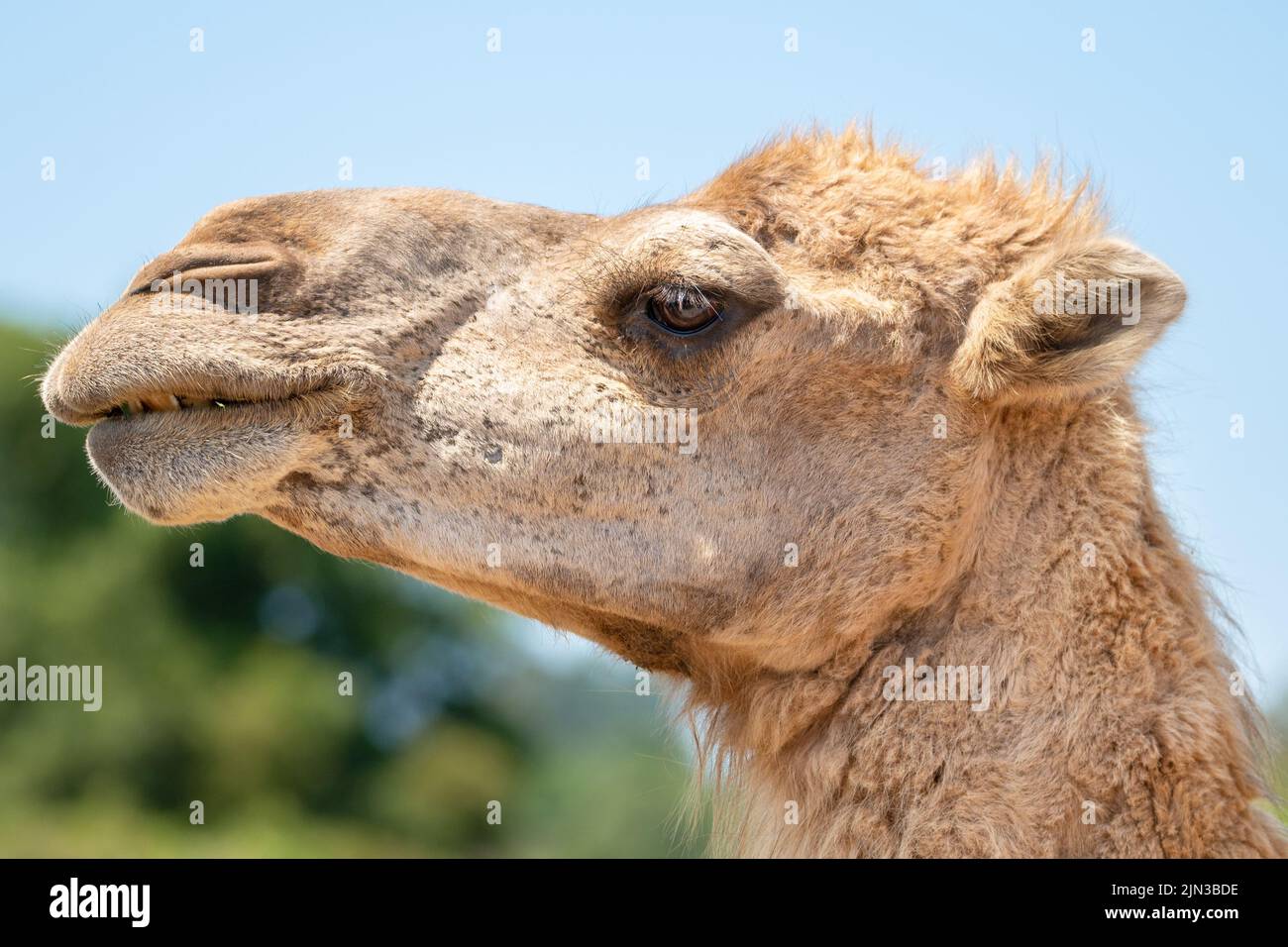 Animal teeth zoo domestic hi-res stock photography and images - Alamy