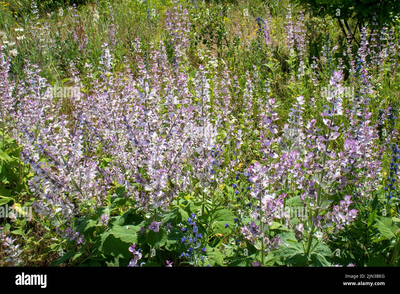 Purple sage salvia flowers in the herbs summer garden Stock Photo - Alamy