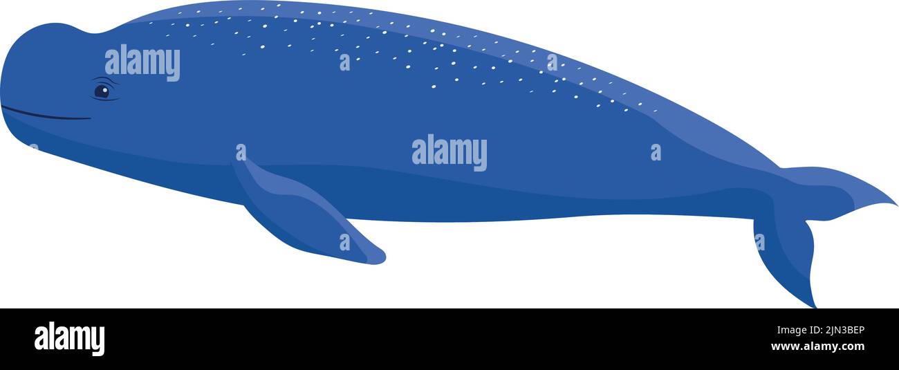 beluga whale design Stock Vector Image & Art - Alamy