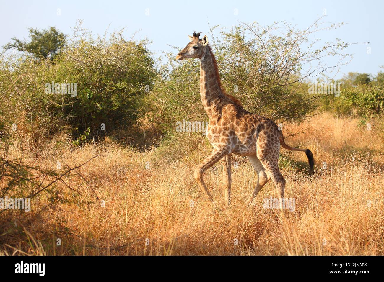 Baby giraffe running hi-res stock photography and images - Alamy