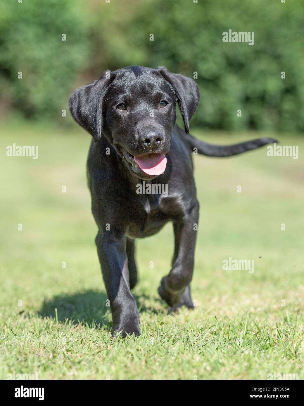 Labrador puppy running hi-res stock photography and images - Alamy