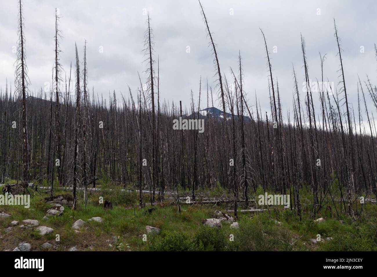Pine trees killed by bark beetles in Jasper National Park, Alberta ...