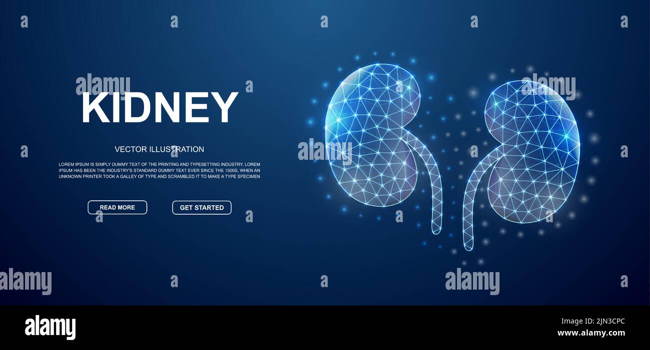 Kidneys 3d low poly symbol with connected dots for blue landing page ...