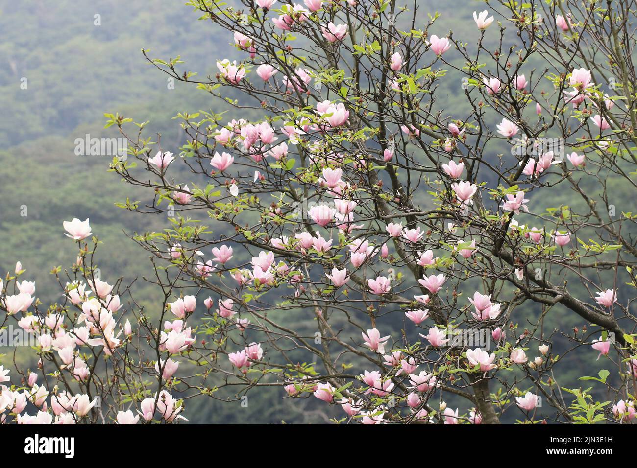 Lotus-flowered Magnolia(Southern Magnolia,Loblolly Magnolia,Bull Bay ...